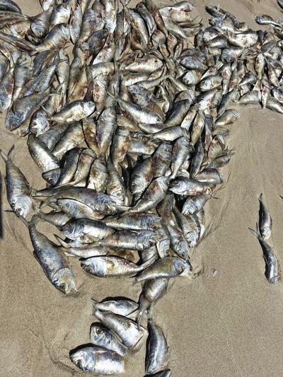 Red tide, mass fish kills in Matagorda County | News | baycitytribune.com