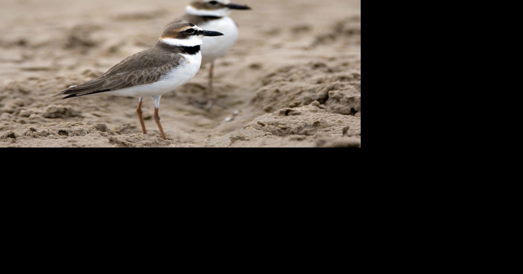 Some small rare shorebirds | Community | baycitytribune.com