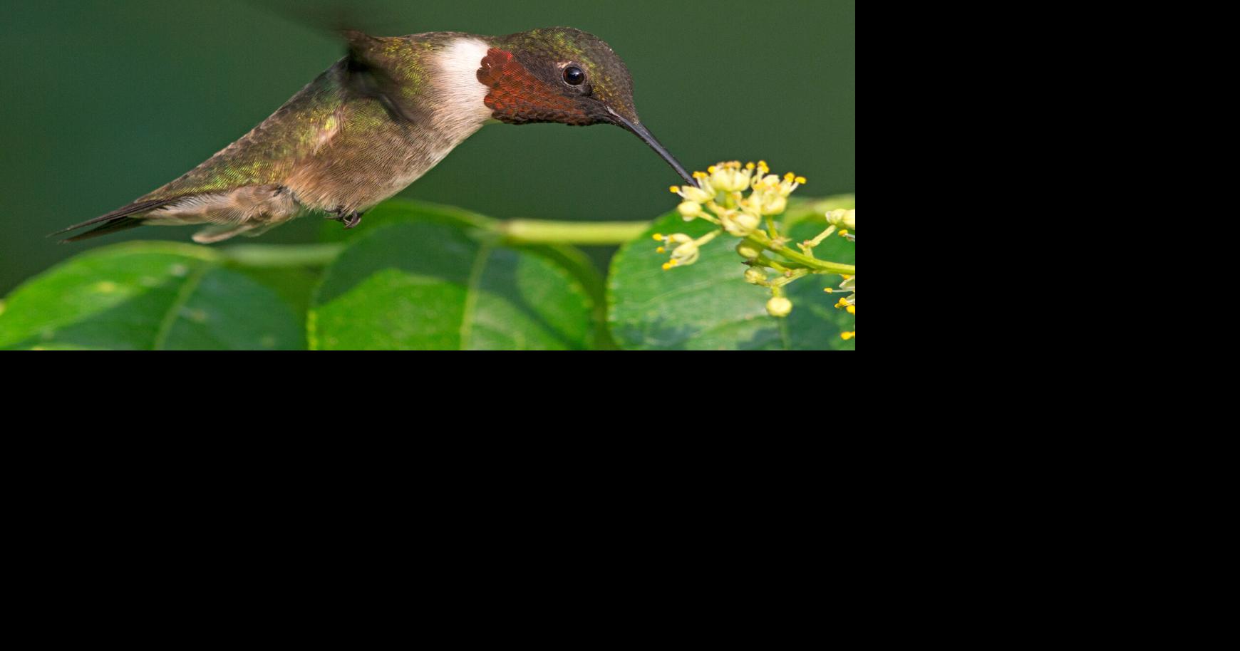 Hummingbirds are making their fall migration | Lifestyles ...