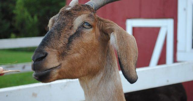 Pet Talk: The Stone-Cold facts of Uroliths in livestock animals ...