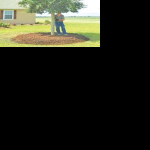 County to replace courthouse trees | News | baycitytribune.com