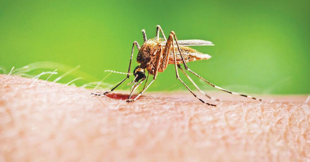 Matagorda County, Bay City ramp up mosquito control efforts | News ...