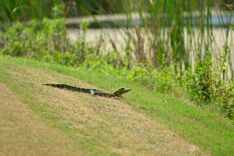 Rio Colorado in prime golfing shape, discounted play on Thursdays ...