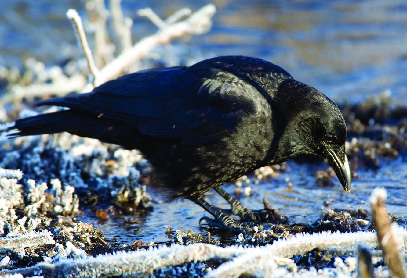 These bird are highly entertaining | Lifestyles | baycitytribune.com