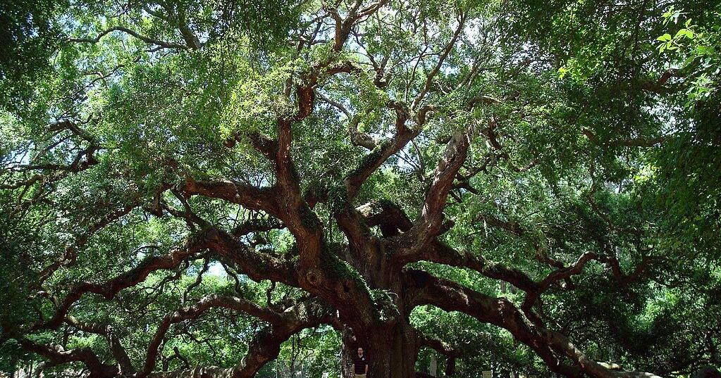 Pining for old growth forests - Nature Notes | Lifestyle | baytownsun.com