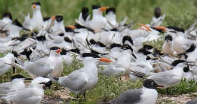 Gulls and Terns | Lifestyle | baytownsun.com