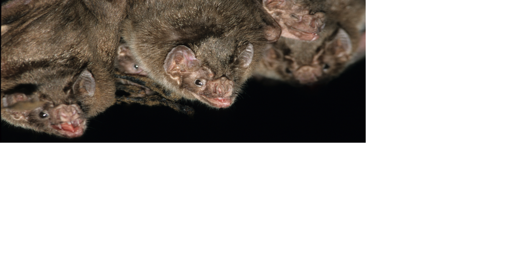 Have a Batty Halloween! | Local | baytownsun.com