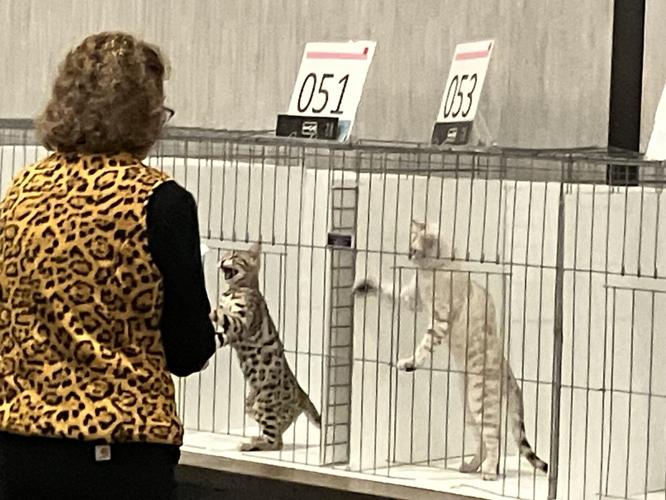 Cat fancy: Cat show goes on despite weather | News | baytownsun.com
