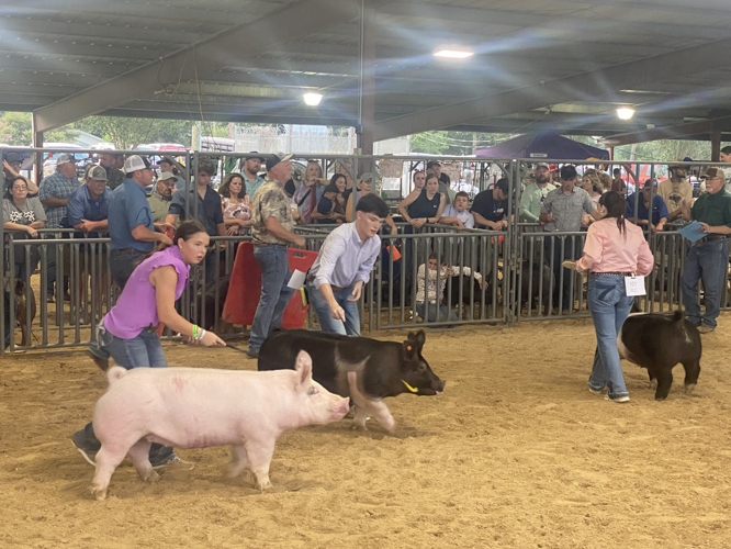 Crosby Fair & Rodeo showcases area youth | Lifestyle | baytownsun.com