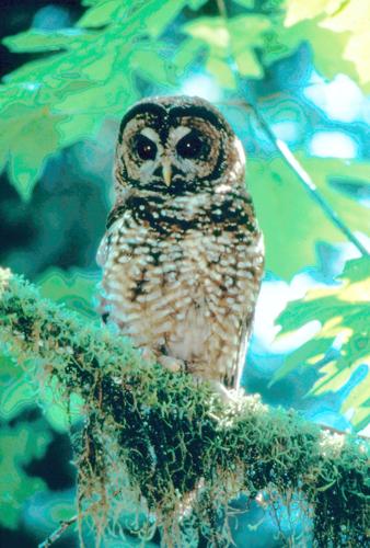 Nature Notes: Conserving the spotted owl | Lifestyle | baytownsun.com