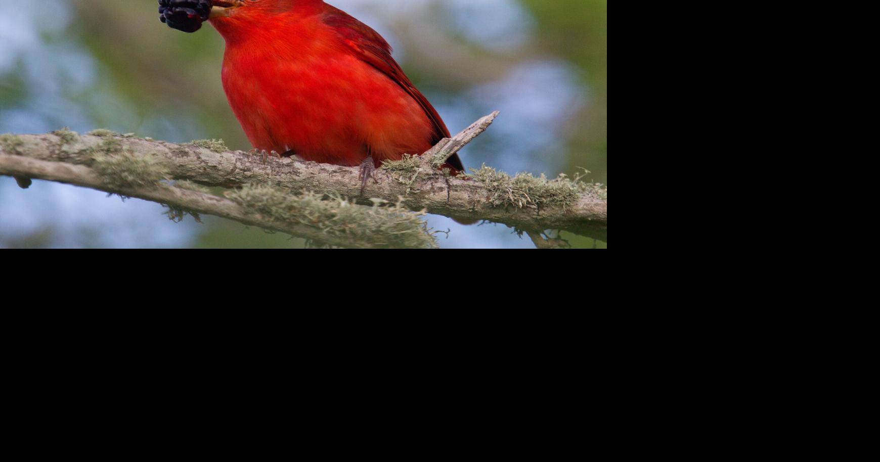 Nature Notes: Summer Tanager visits Stopover Sites | Lifestyle ...