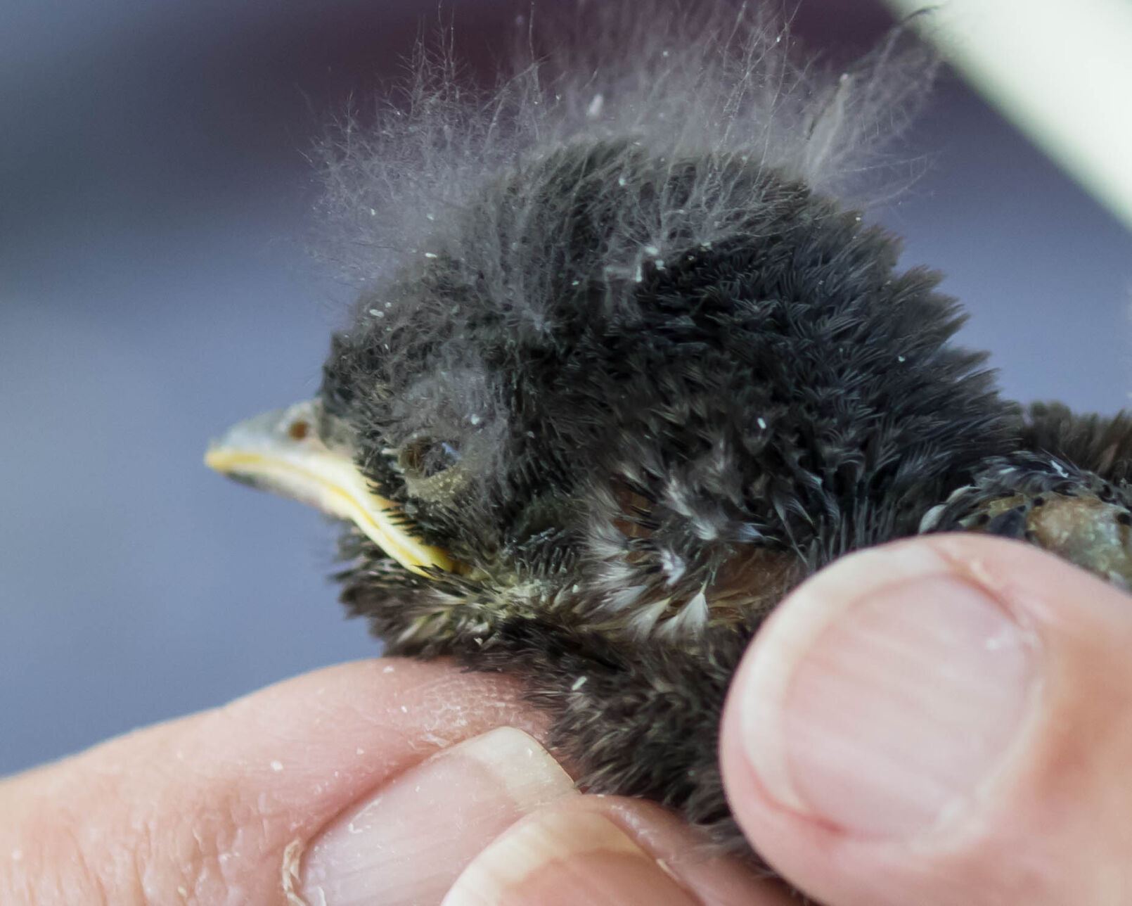 When a baby bird falls from nest | Outdoors | baytownsun.com
