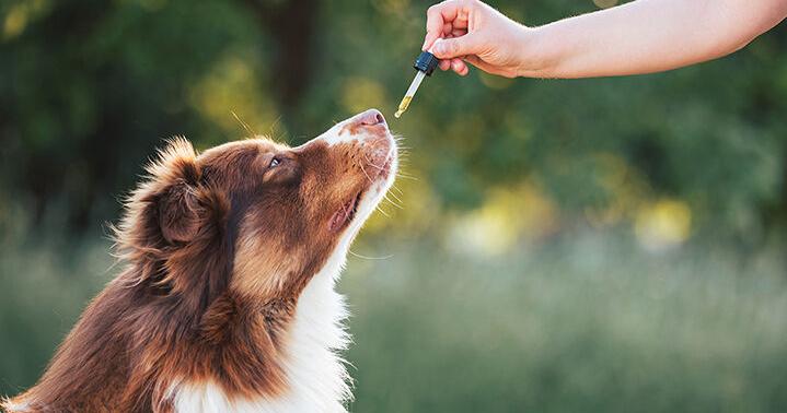 The ABCs of CBD for pets | Local | baytownsun.com
