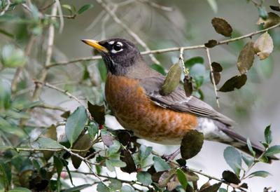 Robins…Old and New World Birds | News | baytownsun.com