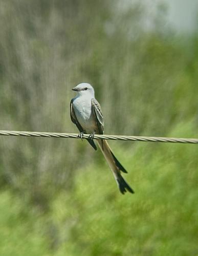 Nature Notes: Rock, paper, scissor-tailed flycatchers | Lifestyle ...