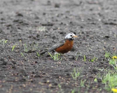 Leucism: Birds of a different feather | Lifestyle | baytownsun.com