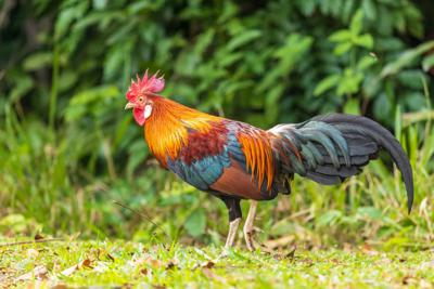 A cracking question: Which came first, the chicken or the egg ...