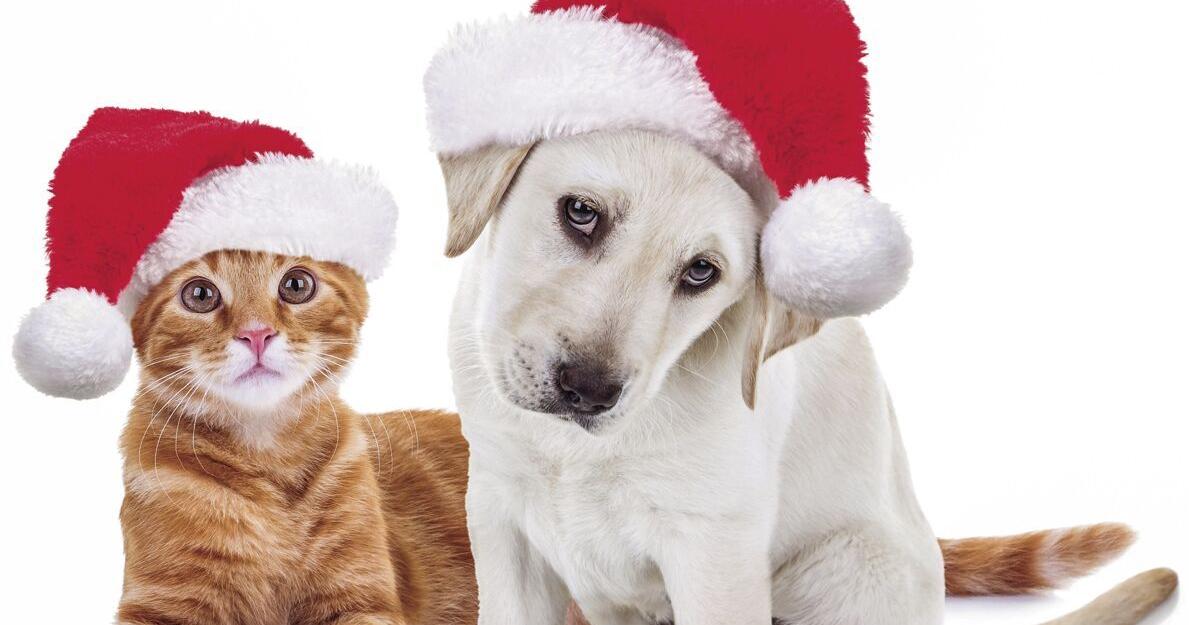 Have a paw-some holiday: Keep pets safe, happy and included | News ...