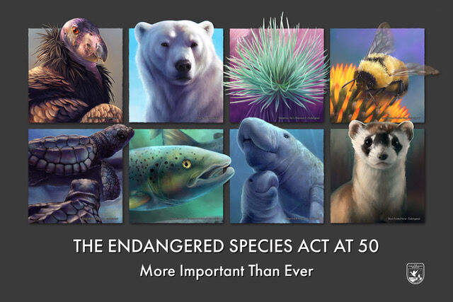 U.S. Fish and Wildlife Service develops posters to commemorate the 50th ...