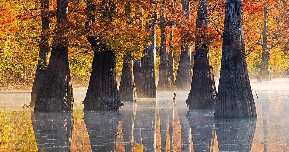 Nature Notes: Bald cypress trees are a valuable part of waterways ...