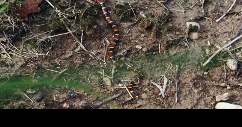 Texas Coral Snakes: Do Not Touch! | Columns | baytownsun.com