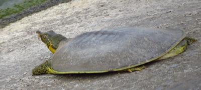 Nature Notes: Learn about Texas’ softshell turtles | Lifestyle ...