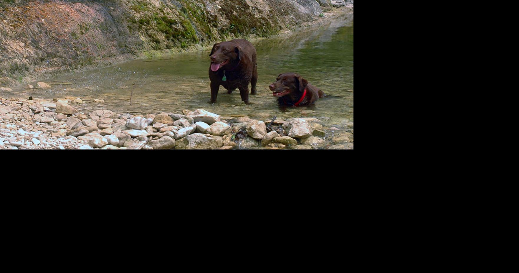 Dogs in Heat (Woods, Waters and Wildlife) | Lifestyle | baytownsun.com