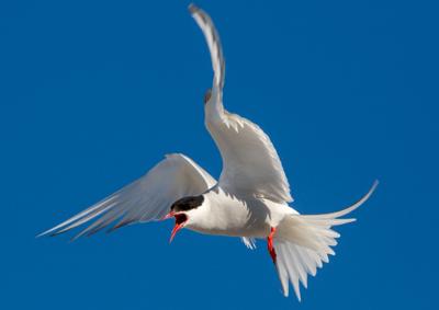 arctic tern migration route