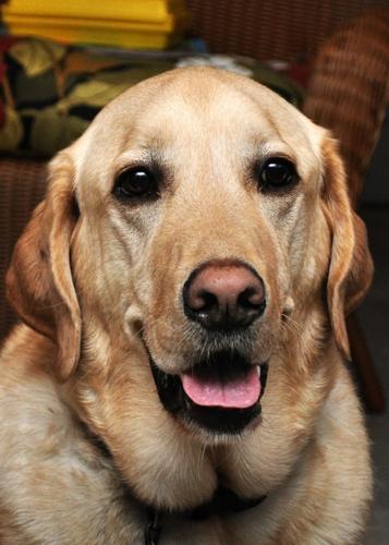 Glamour shots...for dogs! | Lifestyle | baytownsun.com