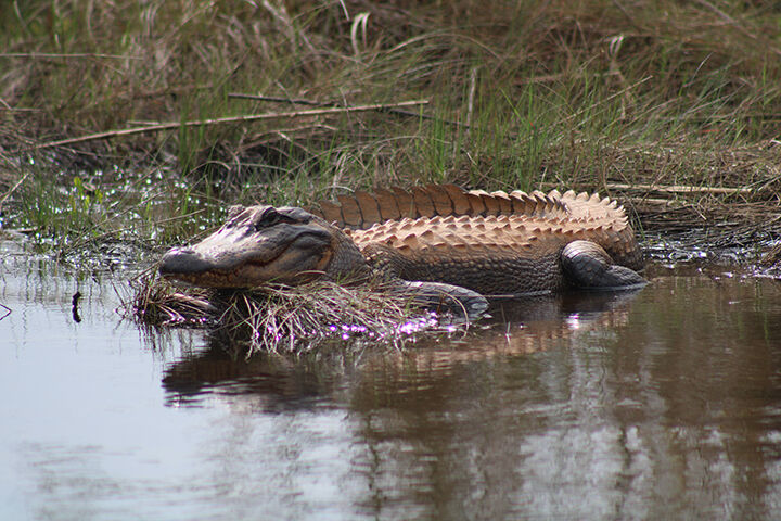 Anahuac NWF is so much more than gators | Local | baytownsun.com