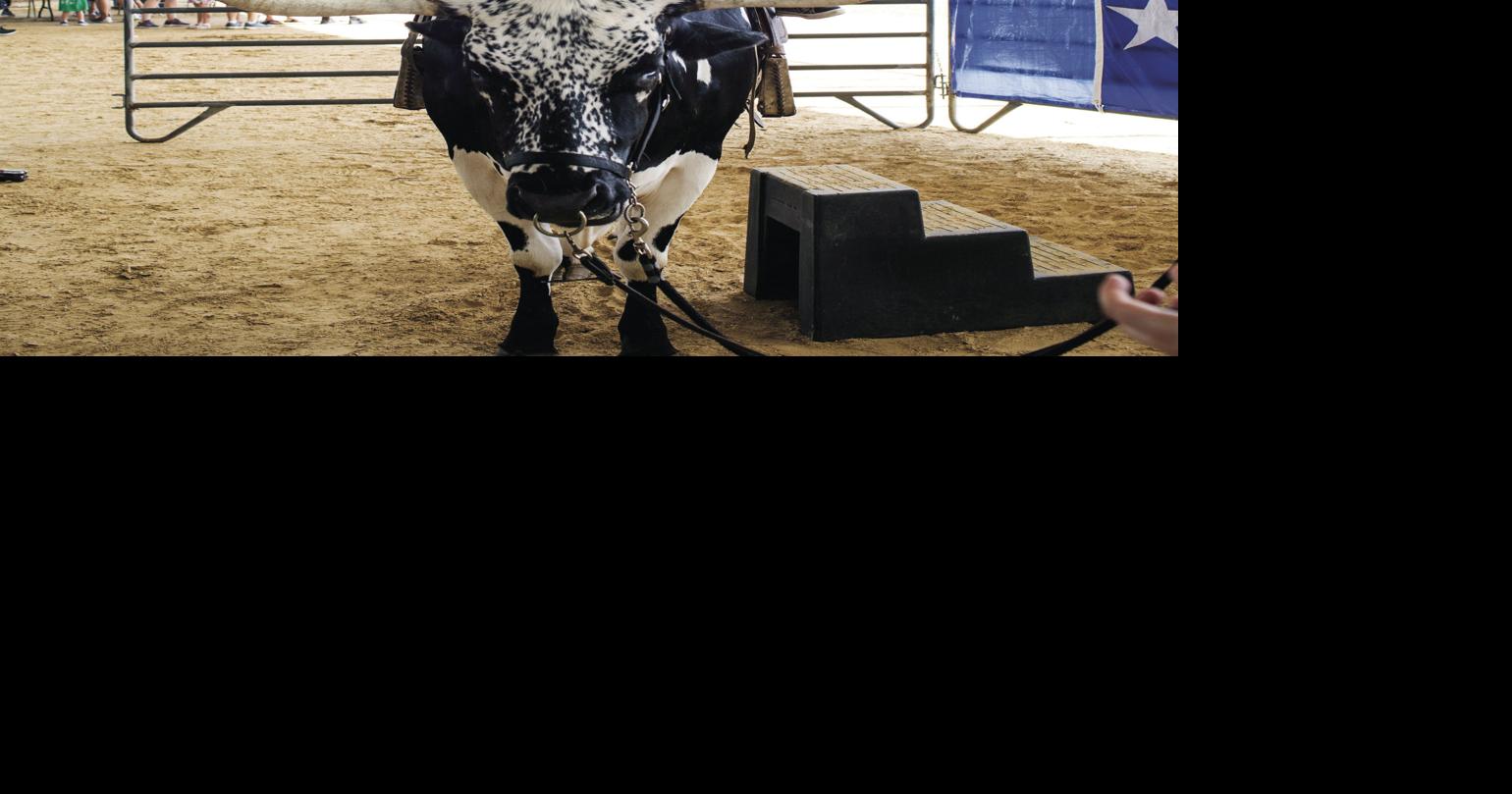 Baytown Special Rodeo a real success | News | baytownsun.com