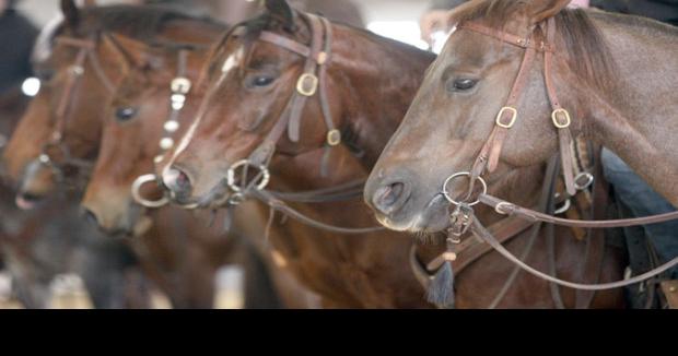 Equine Extravaganza | Lifestyle | baytownsun.com
