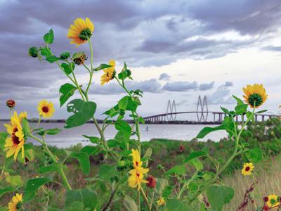 Baytown bridge view | News | baytownsun.com