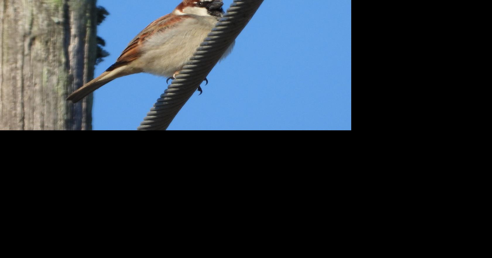 Non-native house sparrows can be a nuisance | Lifestyle | baytownsun.com