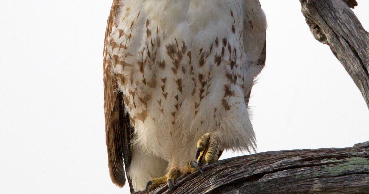Smith Point Hawk Watch | Lifestyle | baytownsun.com