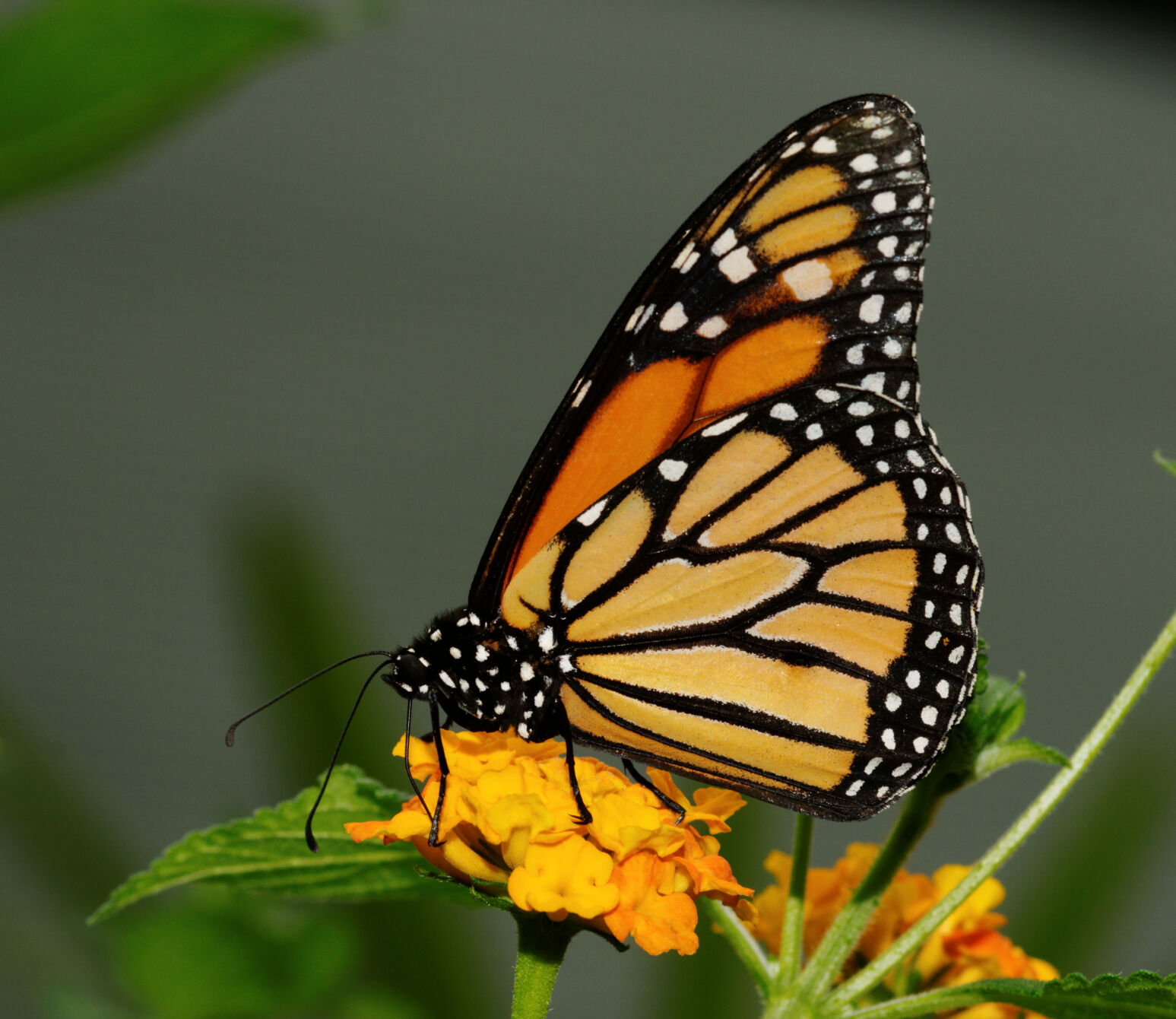 Nature Notes: Learn about monarch butterflies | Lifestyle | baytownsun.com