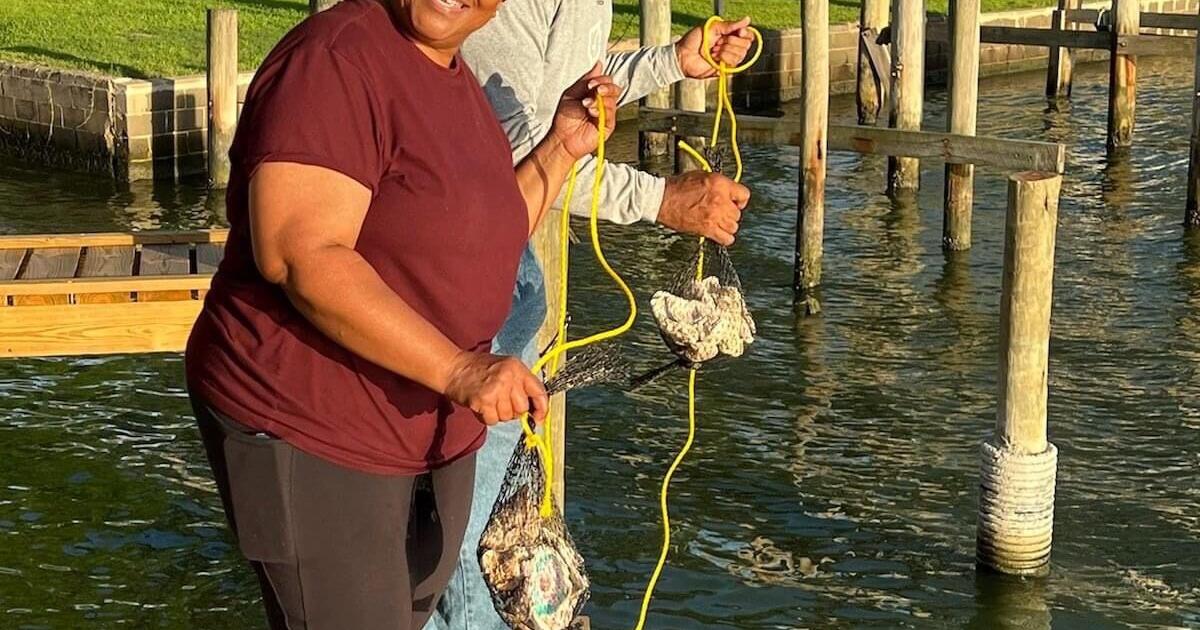 Lakewood Subdivision’s oyster pilot program a success | News ...