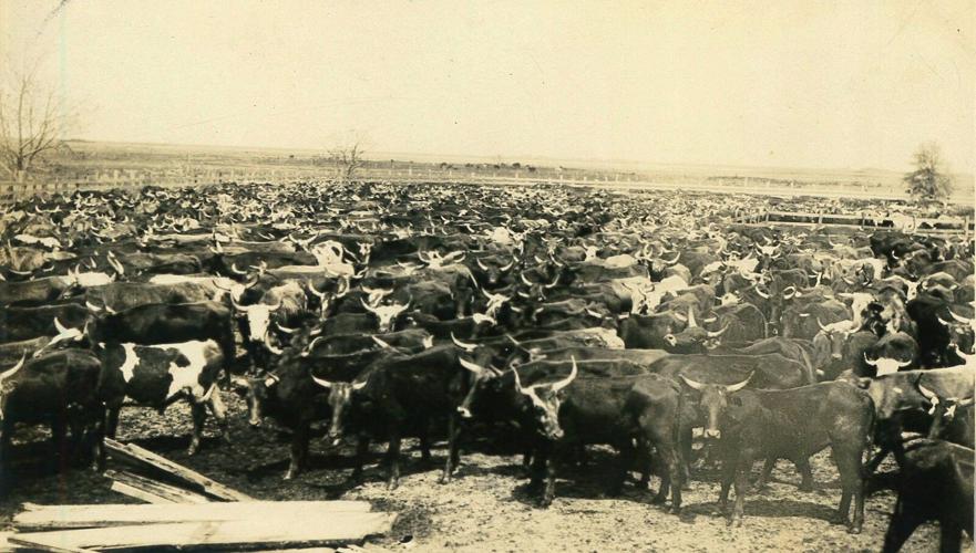 Wallisville Whispers: Part 2, Chambers County’s White Ranch | Lifestyle ...