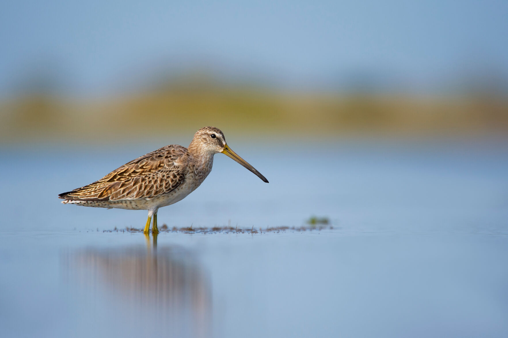 Short-billed Dowitcher | Local | baytownsun.com
