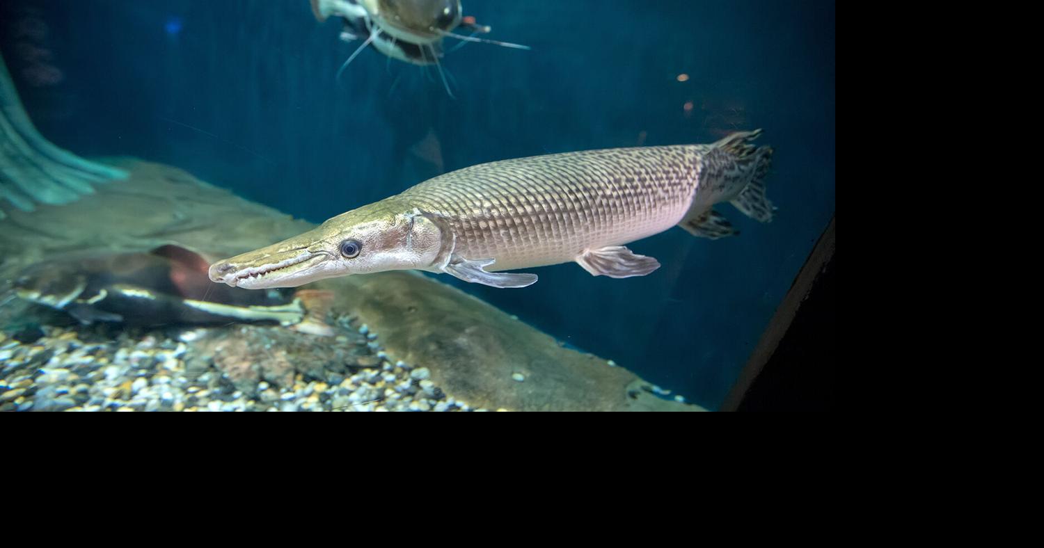 Trinity River Alligator Gar Harvest drawing opens | Local | baytownsun.com