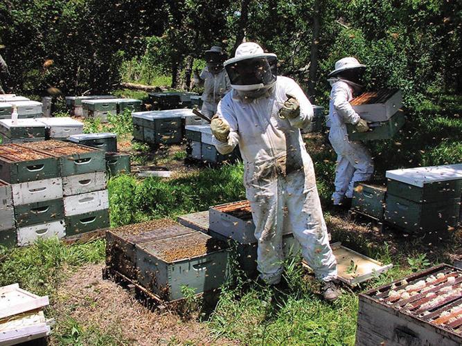 Moore Honey Farm providing Real Texas Honey | Local | baytownsun.com