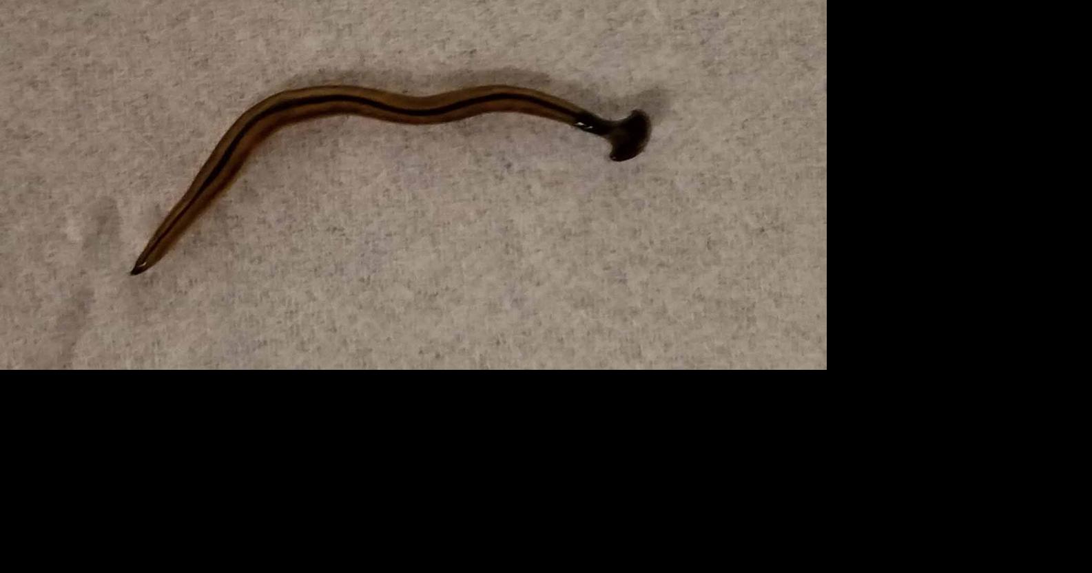 Toxic worms emerge in area | News | baytownsun.com