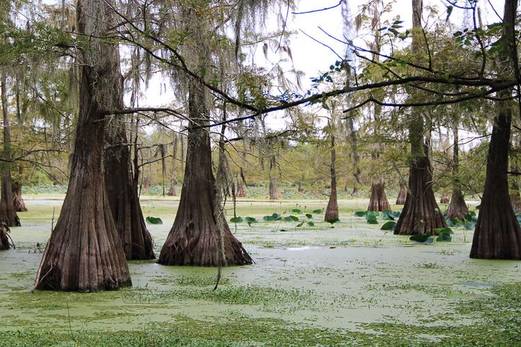 Trinity River National Wildlife Refuge hosts Walk for the Wild ...