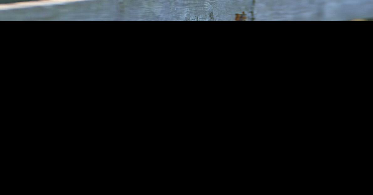 NaTure Notes: The Whistling Tree Ducks are newcomers | Local ...