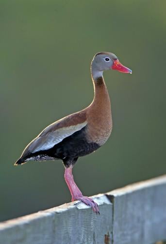 NaTure Notes: The Whistling Tree Ducks are newcomers | Local ...