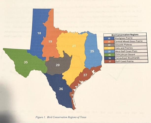 A fine dove season nears | Lifestyle | baytownsun.com