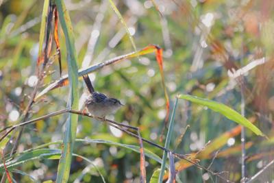 Have you ever spotted a Sedge Wren? | Local | baytownsun.com