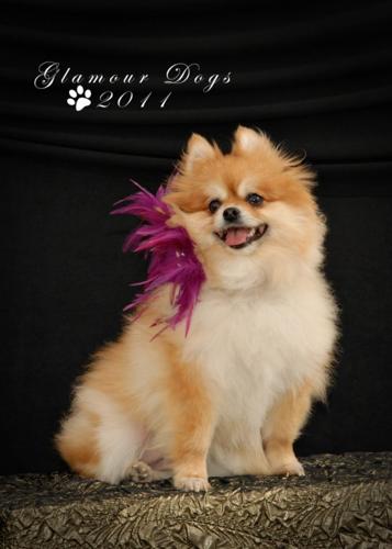 Glamour Dogs: Photo Club fundraiser back for year two | Lifestyle ...