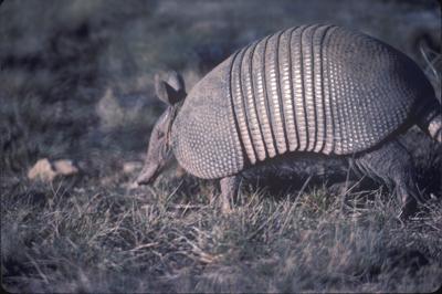 Texas armadillo name’s changing | Lifestyle | baytownsun.com