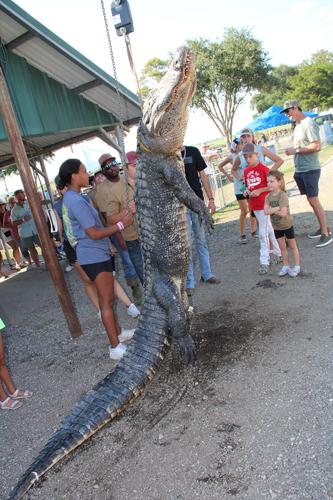 Gators Galore - Texas Gatorfest thrills festival goers | Local ...